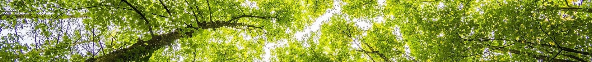 Damit wird weiße Wäsche wieder weiß! – 10 Tipps mit natürlichen ...